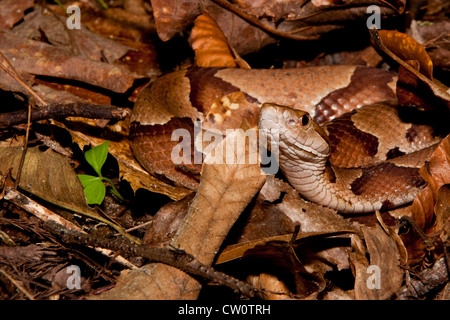 Copperhead snake (Agkistrodon contortrix) hiding behind a skull Stock ...