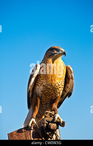 Ferruginous hawk tethered to handler's leather glove Stock Photo - Alamy