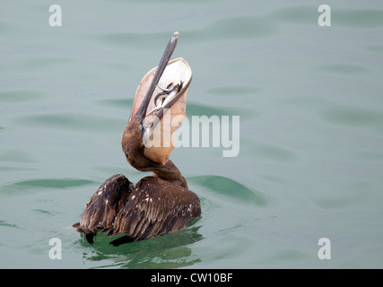 Brown Pelican with Gular Pouch full of Fish Stock Photo - Alamy