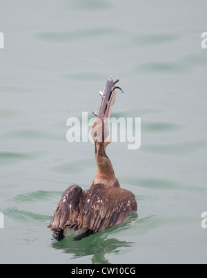 Brown Pelican with Gular Pouch full of Fish Stock Photo - Alamy
