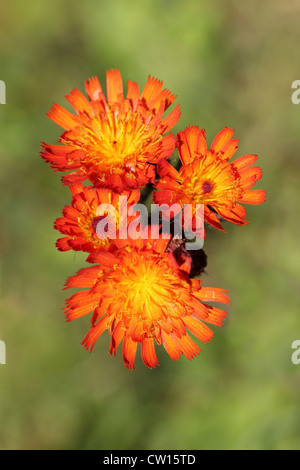 Fox-and-cubs, Pilosella aurantiaca, wildflower, Dumfries & Galloway ...