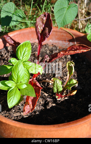 Potted green and red basil herbs Stock Photo - Alamy
