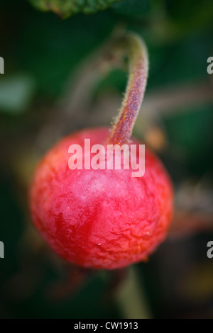 A close-up shot of a rose hip flowers bushes in the sunlight Stock ...