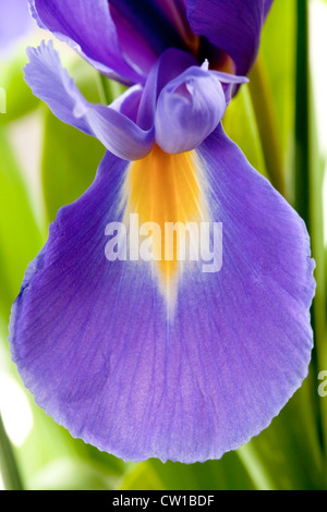 blue, leaf, macro, close-up, macro admission, close up view, single ...