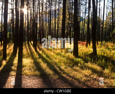 Point of Pines Lake the San Carlos Apache Indian Reservation Arizona ...