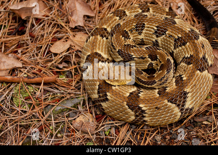 Timber Rattlesnake (Crotalus horridus) This species is threatened or ...