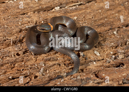Southern ring necked or ringneck snake - Diadophis punctatus punctatus ...