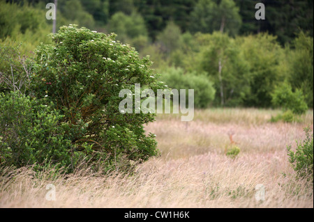 Fallow field on bog earth Stock Photo - Alamy