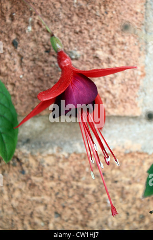 Climbing Fuchsia Lady Boothby Stock Photo - Alamy