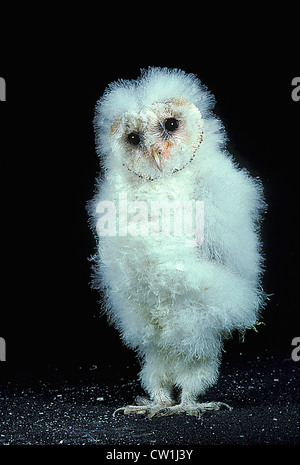 barn owl chick Stock Photo - Alamy