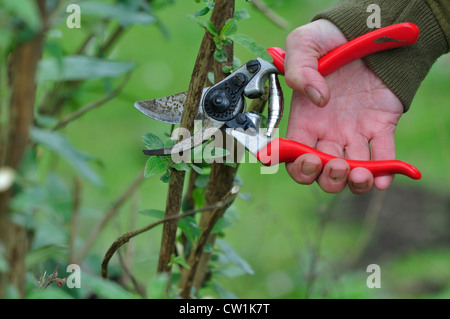 Pruning a buddleia bush UK Stock Photo - Alamy