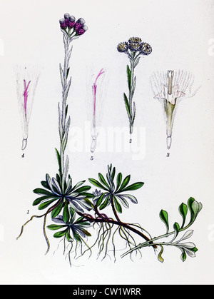 The Common Everlasting Stock Photo - Alamy