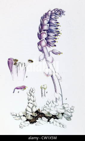 Toothwort, Lathraea squamaria Stock Photo - Alamy