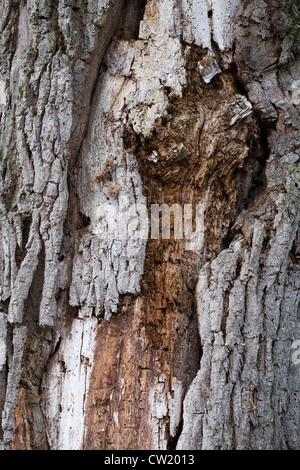 Decaying bark texture of rotting tree bark on a felled tree trunk after ...