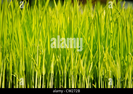 Young rice cultivate in rice field Stock Photo - Alamy