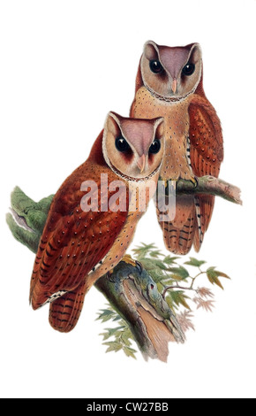 Oriental Bay Owls (Phodilus Badius), Malaysia Stock Photo - Alamy