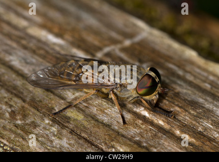 Female Tabanus bovinus (pale giant horse-fly Stock Photo - Alamy