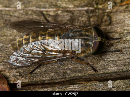Female Tabanus bovinus (pale giant horse-fly Stock Photo - Alamy