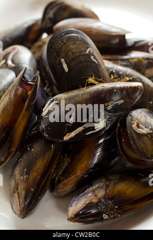Australian blue mussels Stock Photo - Alamy