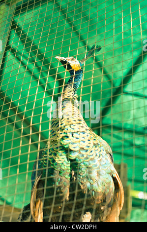 Java green Peafowl (Pavo muticus), Bali Bird Park, Indonesia Stock ...