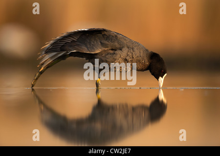 Eurasian coot Fulica atra, adult running across water, Suffolk, England ...