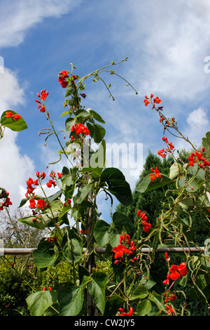 Lady Di runner bean Stock Photo - Alamy