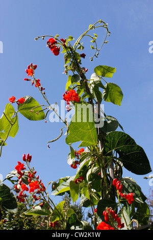 Lady Di runner bean Stock Photo - Alamy