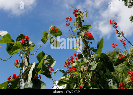 Runner Bean "Lady Di Stock Photo - Alamy