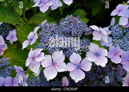 Hydrangea macrophylla 'Blue Wave' Stock Photo - Alamy