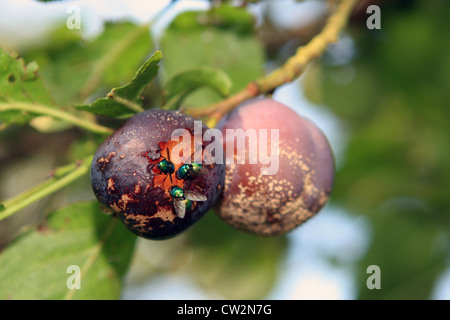flies eating a plum hanging from a tree Stock Photo - Alamy