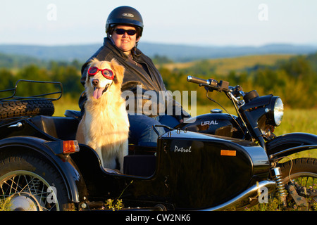 Golden Retriever Riding in Motorcycle Sidecar Stock Photo - Alamy