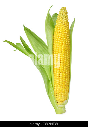 ear of corn isolated on a white background with copy space for your ...