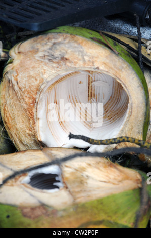 Coconut Water with Pulp Stock Photo - Alamy