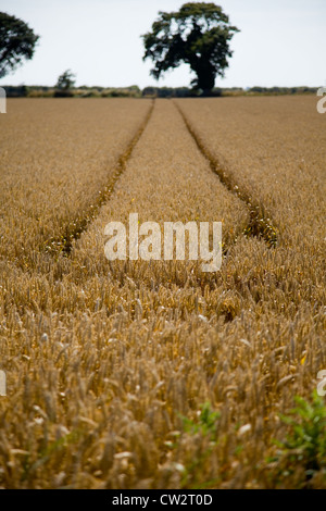 Wheat fields in Norfolk, UK Stock Photo - Alamy