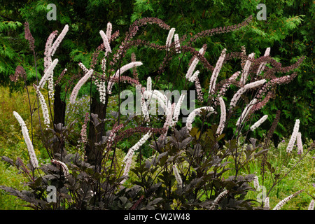 Purple-leaf Bugbane (Cimicifuga ramosa) flowers, Greater Sudbury ...