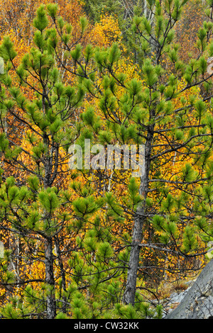 red pine trees (Pinus resinosa), Itaska State Park, Minnesota USA Stock ...