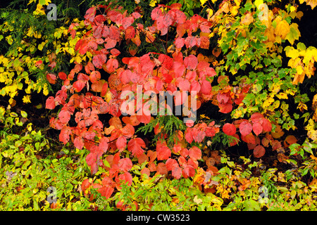 Viburnum lantanoides - hobblebush Stock Photo - Alamy