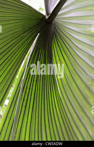 King Thai Palm, Elephant Palm, White Elephant Palm, Kerriodoxa elegans ...
