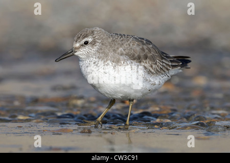 Winter plumage Knot/ Red Knot Stock Photo - Alamy