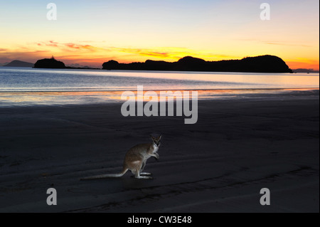 Australian agile wallaby on beach, cape hillsborough, mackay,north ...