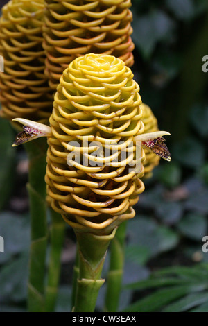 ginger flower (zingiber spectabile Stock Photo - Alamy