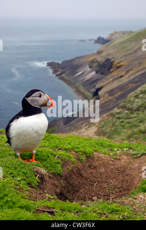 Atlantic Puffin, fratercula arctica, standing on grass on Isle of ...