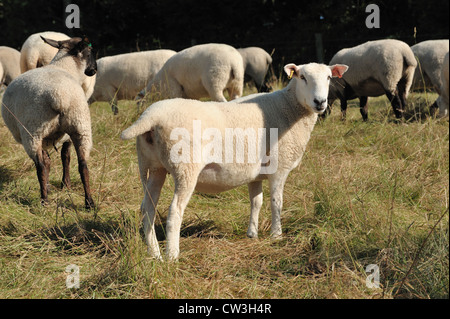Poll Dorset mule shearling ewes Stock Photo - Alamy