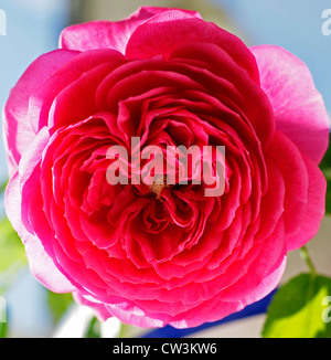 pink rose close up backlit flower Stock Photo - Alamy