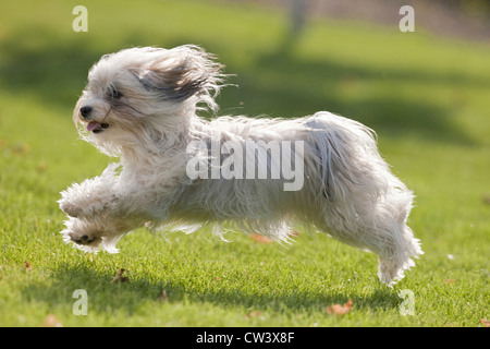 White havanese dog running in the snow and playing in winter Stock ...