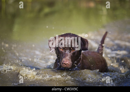 playing Labrador Retriever Stock Photo - Alamy