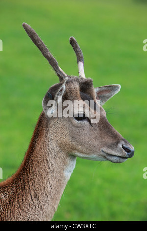 Fallow deer Dama dama menil buck feeding during heavy rain Bolderwood ...