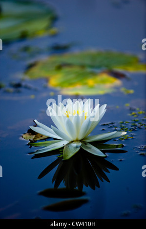 USA, Washington, Washington DC, Water lilies in Aquatic Gardens Stock ...