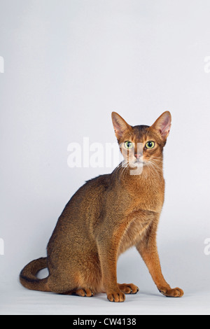 Abyssinian Domestic Cat, Adult against White Background Stock Photo - Alamy