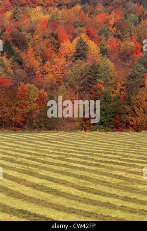 Striped field with fall foliage beyond Stock Photo - Alamy